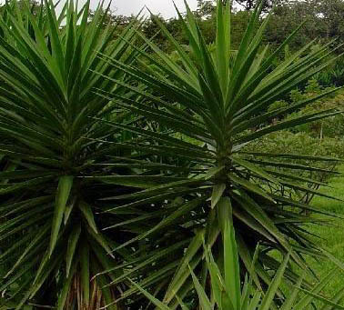 Palm Identification - DISCUSSING PALM TREES WORLDWIDE - PalmTalk