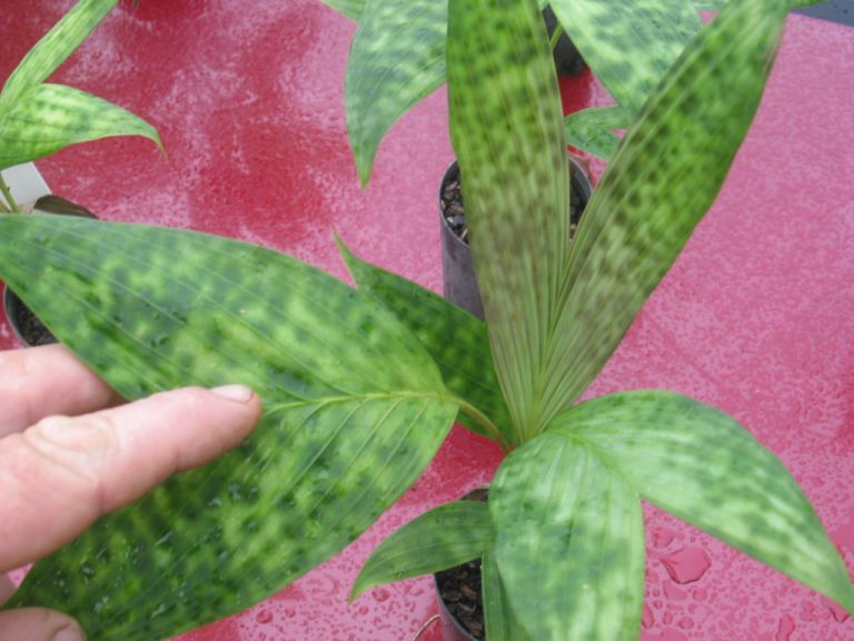 Pinanga Sp. Thai Mottled - DISCUSSING PALM TREES WORLDWIDE - PalmTalk