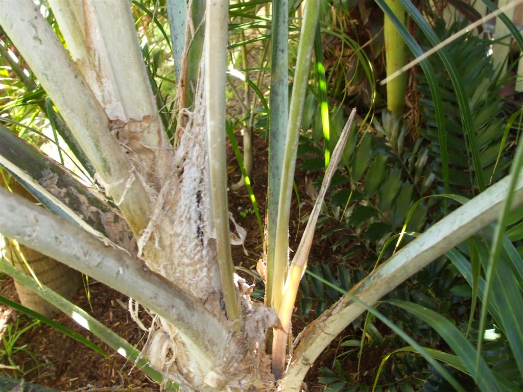 Multi growing points on palms - DISCUSSING PALM TREES WORLDWIDE - PalmTalk