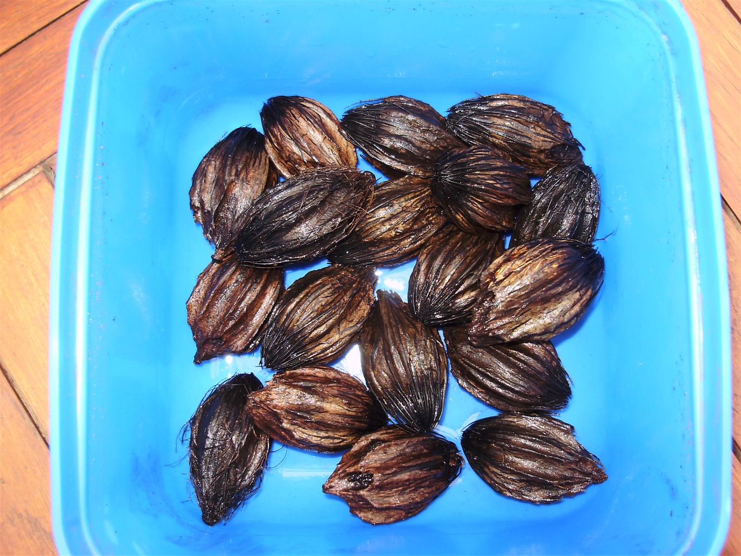 Unusual looking seeds - DISCUSSING PALM TREES WORLDWIDE - PalmTalk