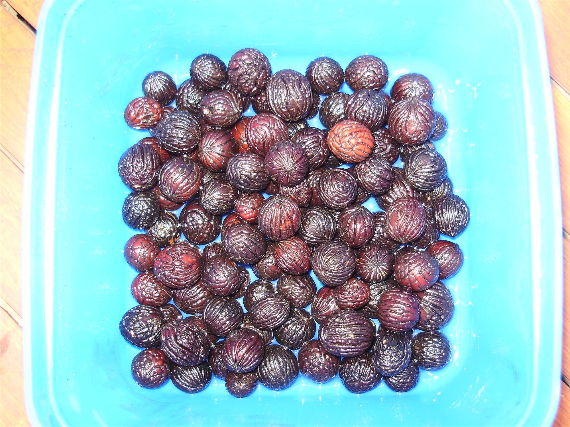 Unusual looking seeds - DISCUSSING PALM TREES WORLDWIDE - PalmTalk