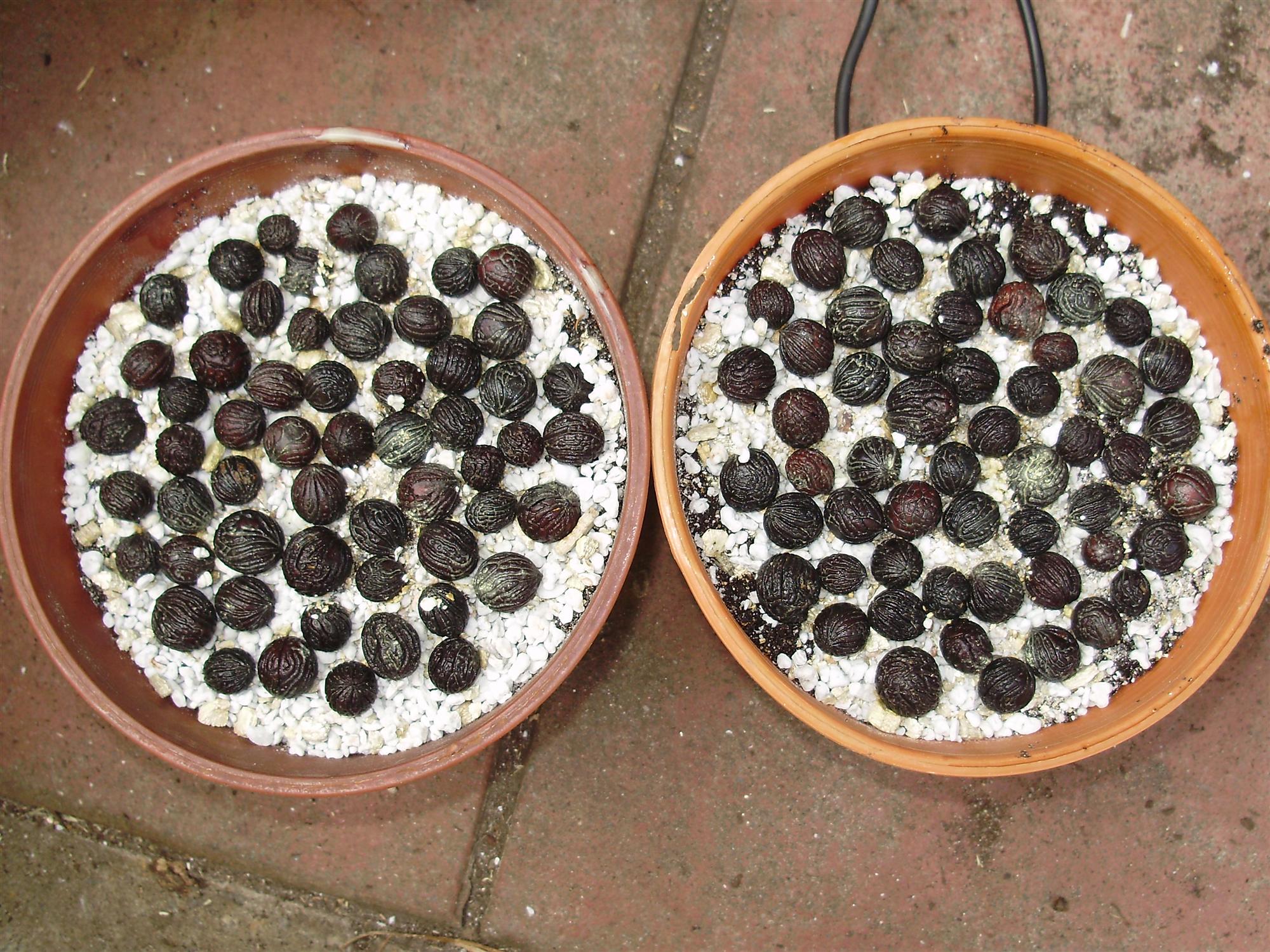 Unusual looking seeds - DISCUSSING PALM TREES WORLDWIDE - PalmTalk