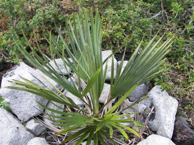 Brahea 'Super Silver' just planted - DISCUSSING PALM TREES WORLDWIDE ...