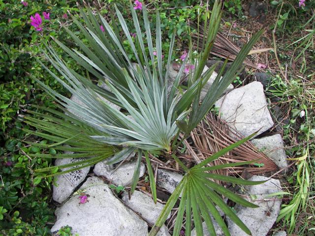 Brahea 'Super Silver' just planted - DISCUSSING PALM TREES WORLDWIDE ...