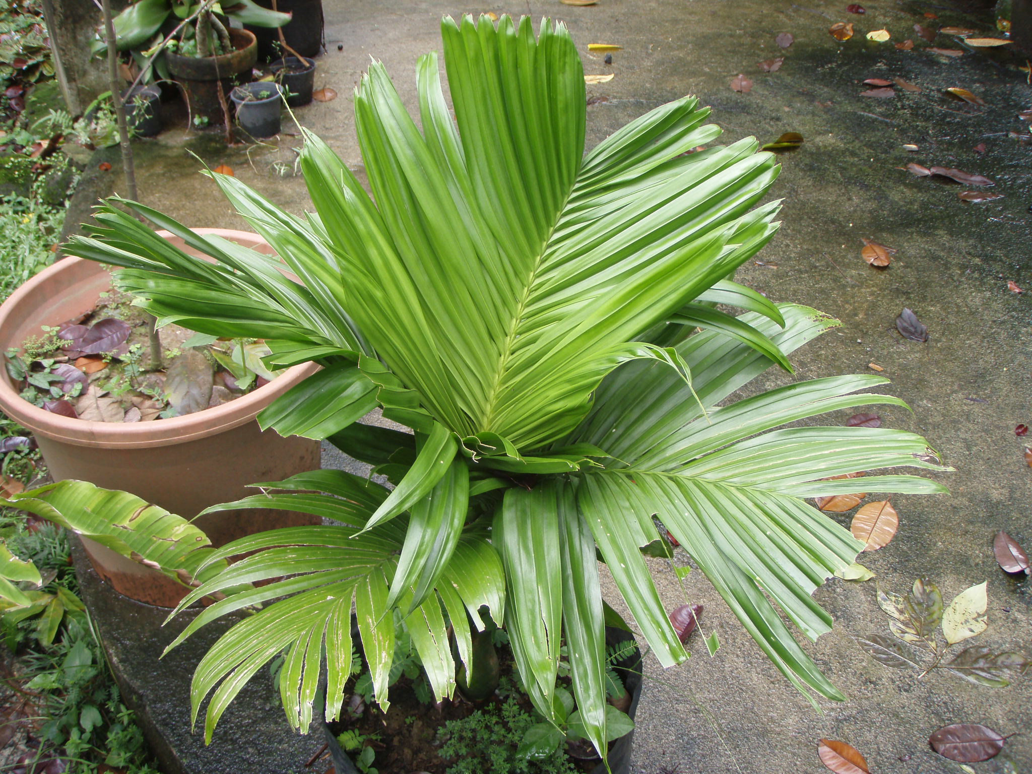 My two Areca catechu dwarf palms - DISCUSSING PALM TREES WORLDWIDE ...
