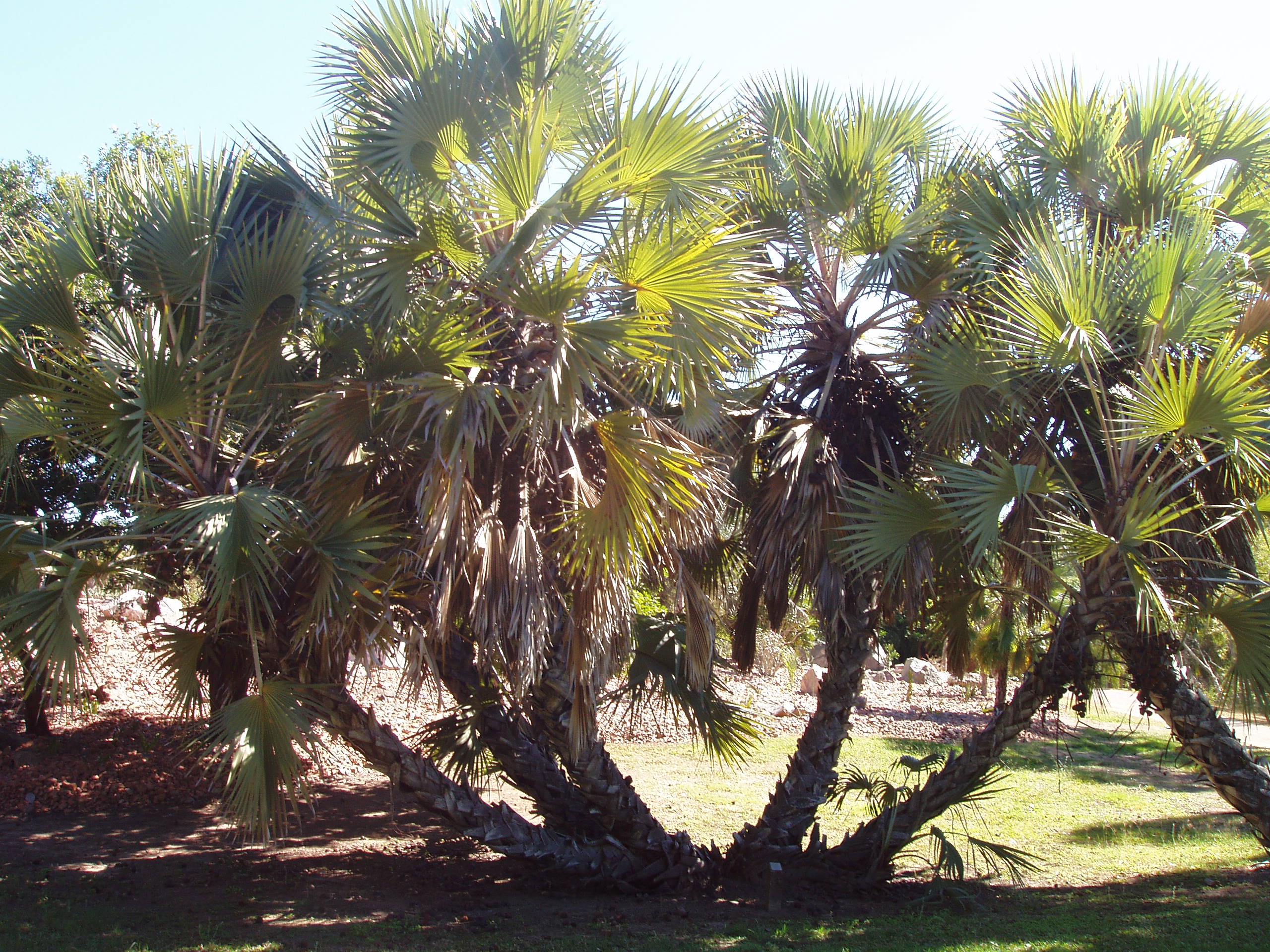 Hyphanae indica - DISCUSSING PALM TREES WORLDWIDE - PalmTalk