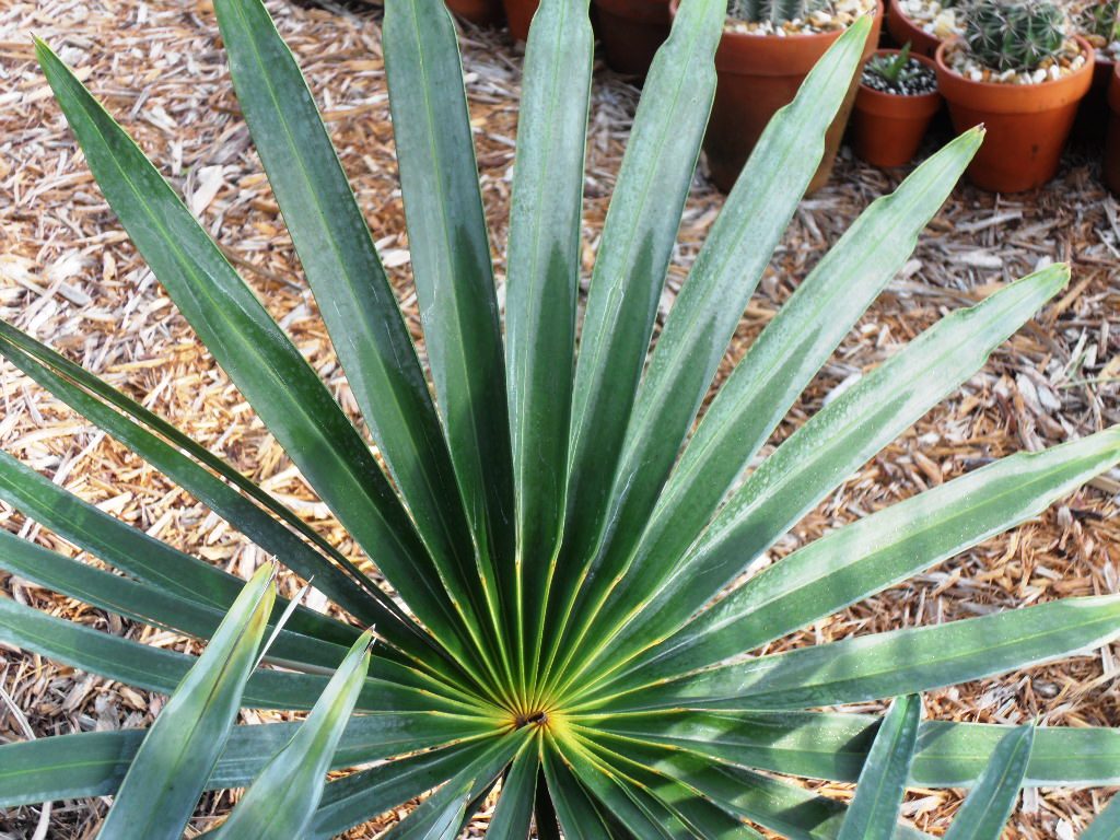 Coccothrinax macroglossa azul - DISCUSSING PALM TREES WORLDWIDE - PalmTalk