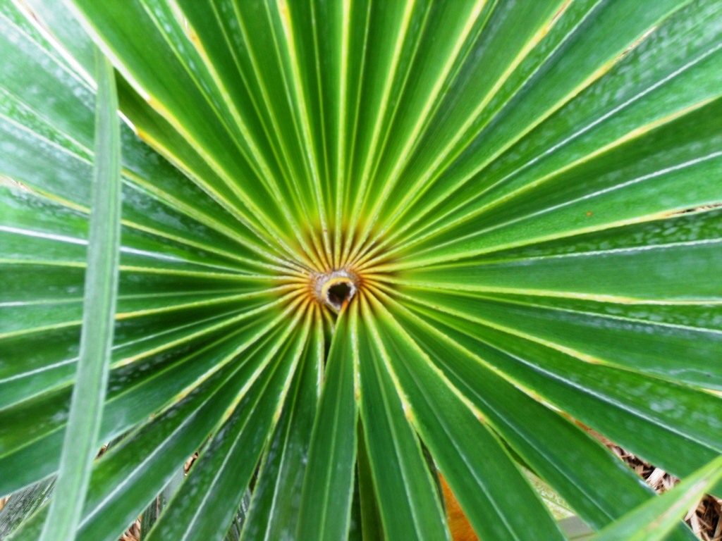 Coccothrinax macroglossa azul - DISCUSSING PALM TREES WORLDWIDE - PalmTalk