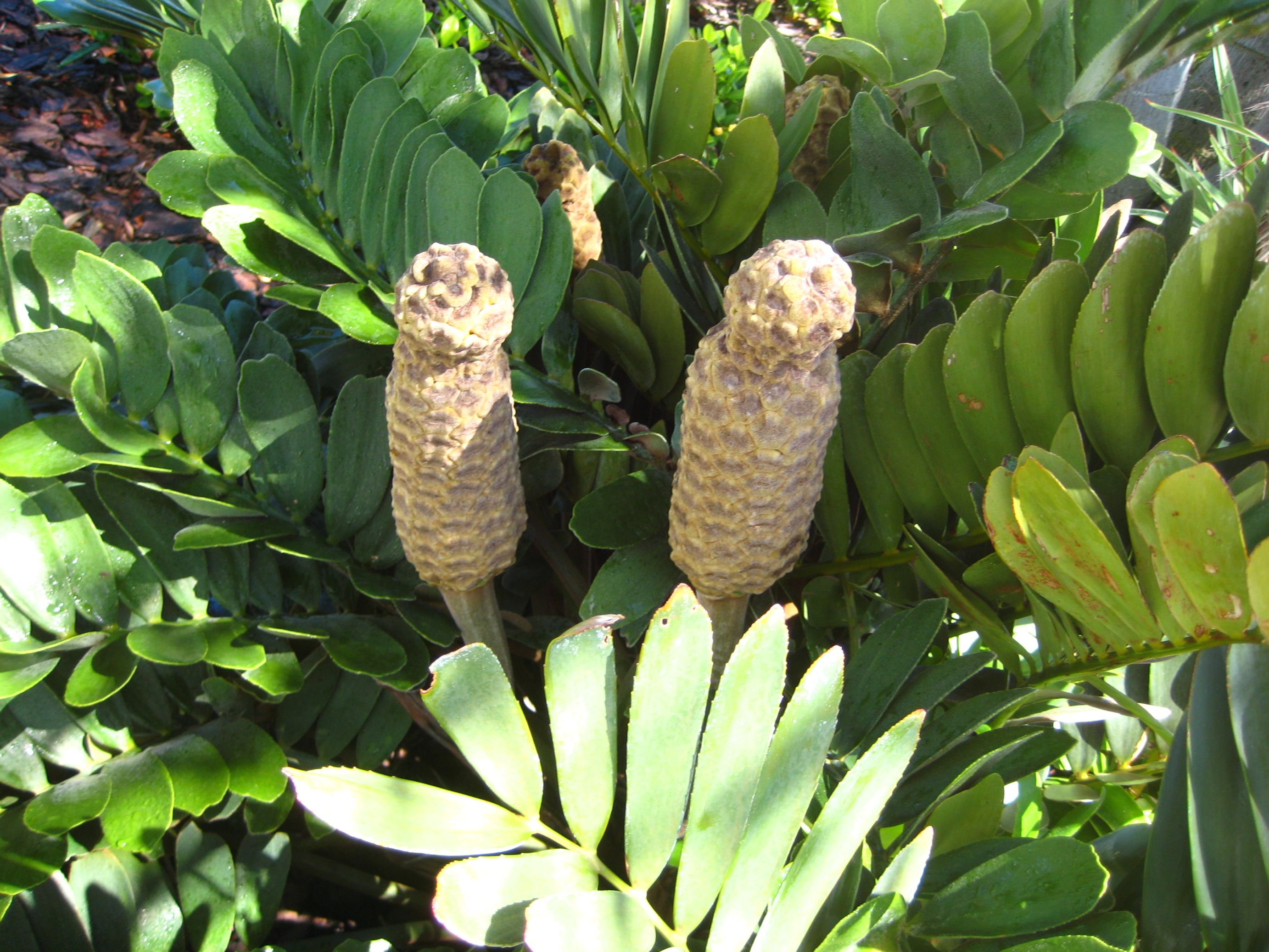 Zamia furfuracea - TROPICAL LOOKING PLANTS - Other Than Palms - PalmTalk