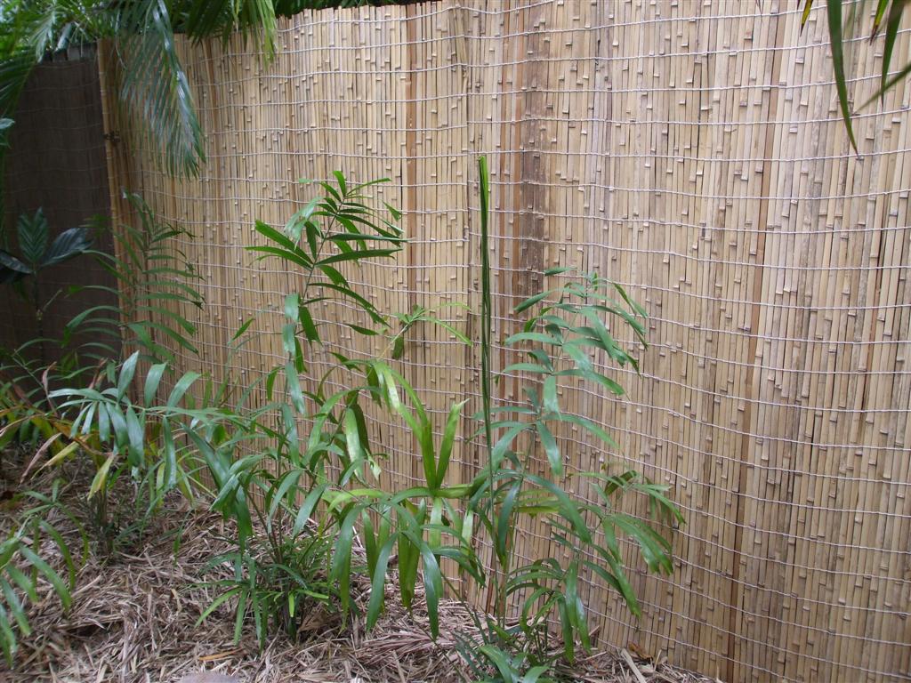 Wal's most recent topic - DISCUSSING PALM TREES WORLDWIDE - PalmTalk