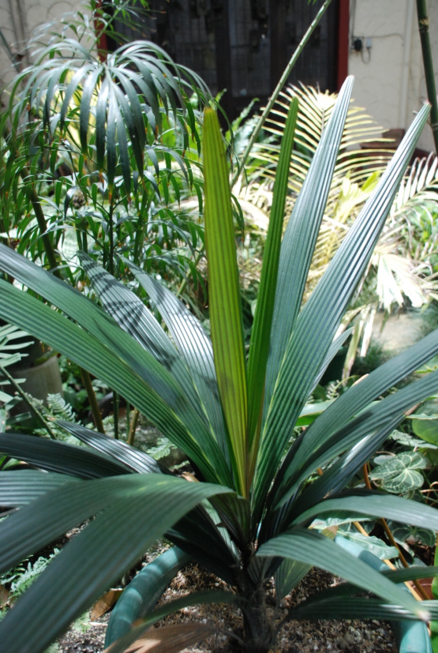 Sommieria leucophylla - DISCUSSING PALM TREES WORLDWIDE - PalmTalk