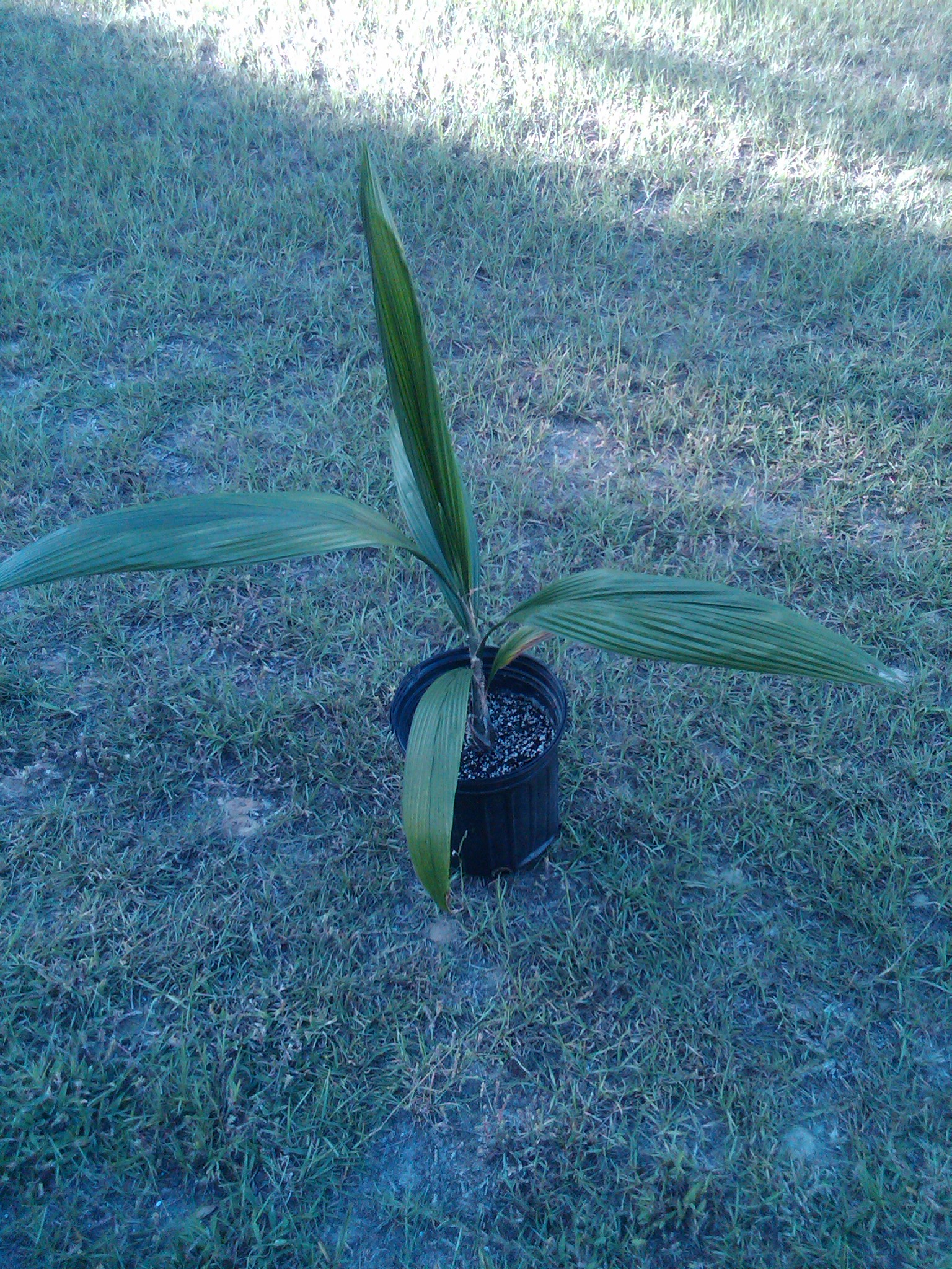 palm ID - DISCUSSING PALM TREES WORLDWIDE - PalmTalk