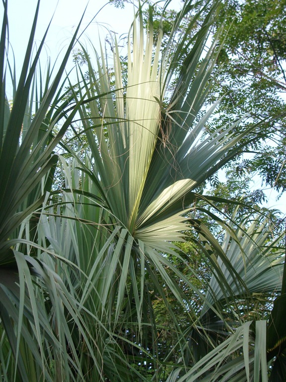 Sabal in flower - DISCUSSING PALM TREES WORLDWIDE - PalmTalk