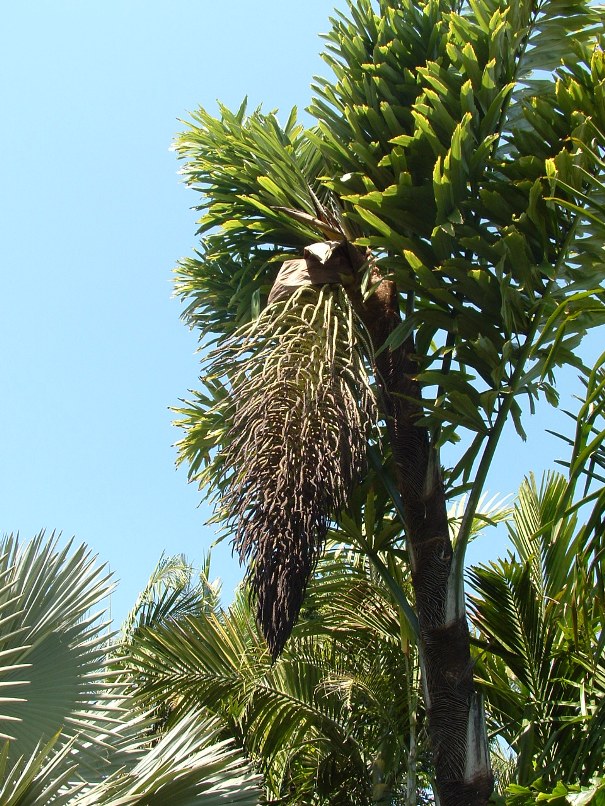 The first of spring, photo's of garden - DISCUSSING PALM TREES ...
