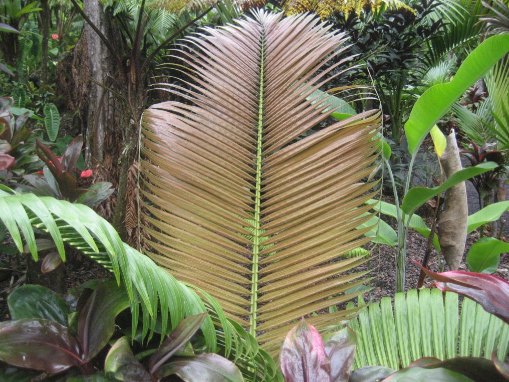 Dypsis Color - DISCUSSING PALM TREES WORLDWIDE - PalmTalk