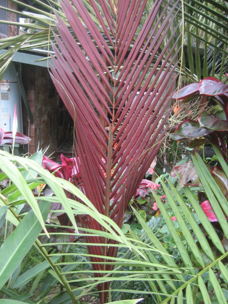 Palm Color - DISCUSSING PALM TREES WORLDWIDE - PalmTalk