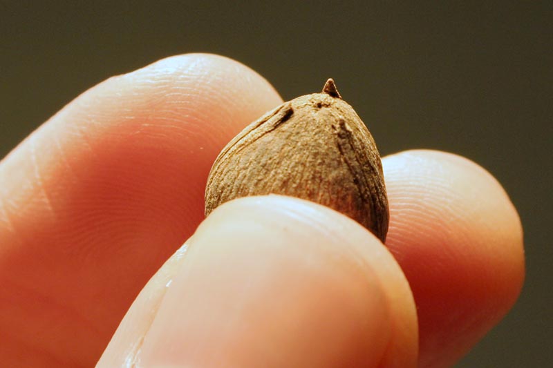 Butia seed ID - DISCUSSING PALM TREES WORLDWIDE - PalmTalk
