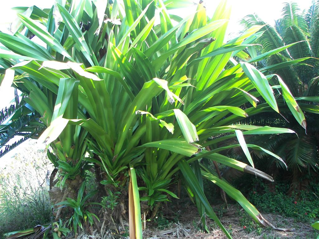 Pandanus species? - TROPICAL LOOKING PLANTS - Other Than Palms - PalmTalk