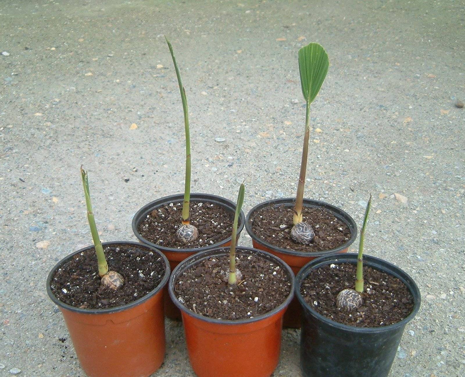 What newly germinating for you? - DISCUSSING PALM TREES WORLDWIDE ...