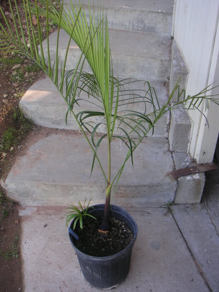 Dypsis heteromorpha - DISCUSSING PALM TREES WORLDWIDE - PalmTalk