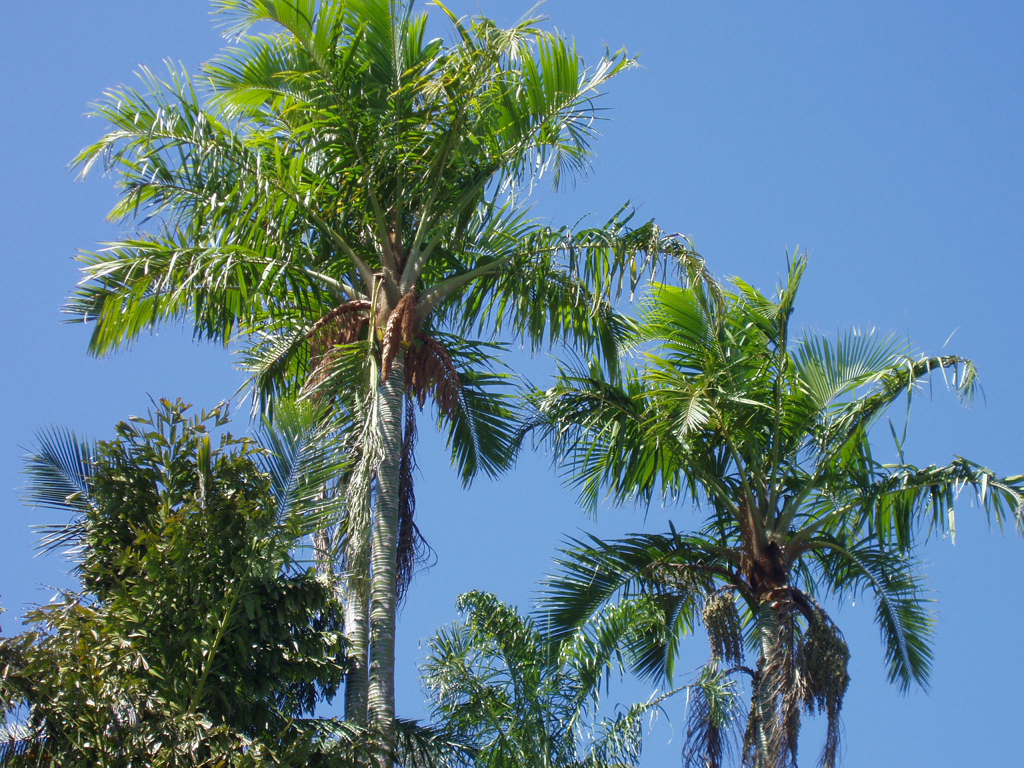 Hunt for Pigafetta elata - DISCUSSING PALM TREES WORLDWIDE - PalmTalk