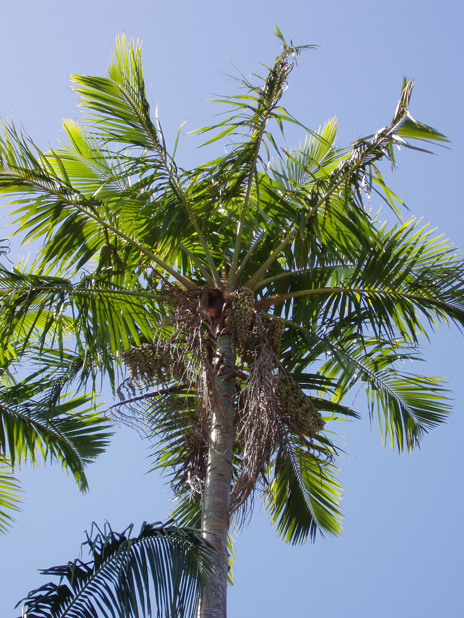 Hunt for Pigafetta elata - DISCUSSING PALM TREES WORLDWIDE - PalmTalk