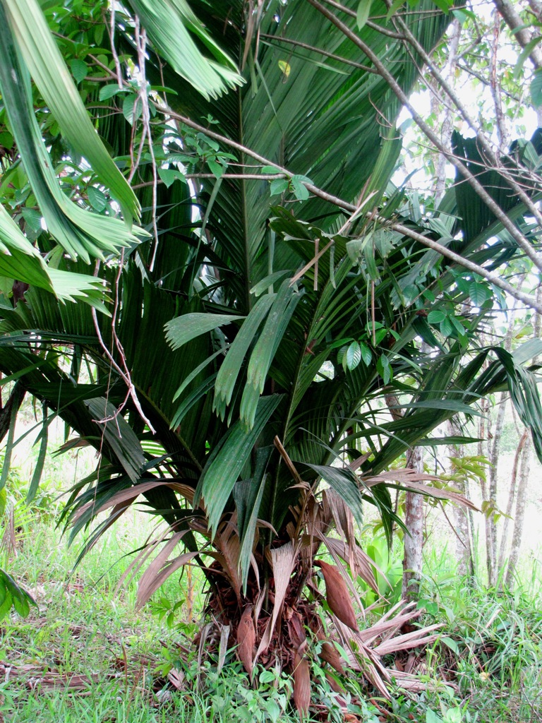 Manicaria saccifera - DISCUSSING PALM TREES WORLDWIDE - PalmTalk