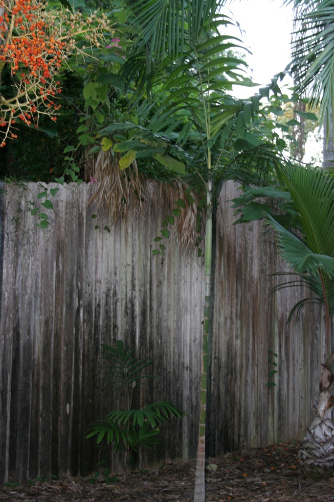 Mystery palm - DISCUSSING PALM TREES WORLDWIDE - PalmTalk