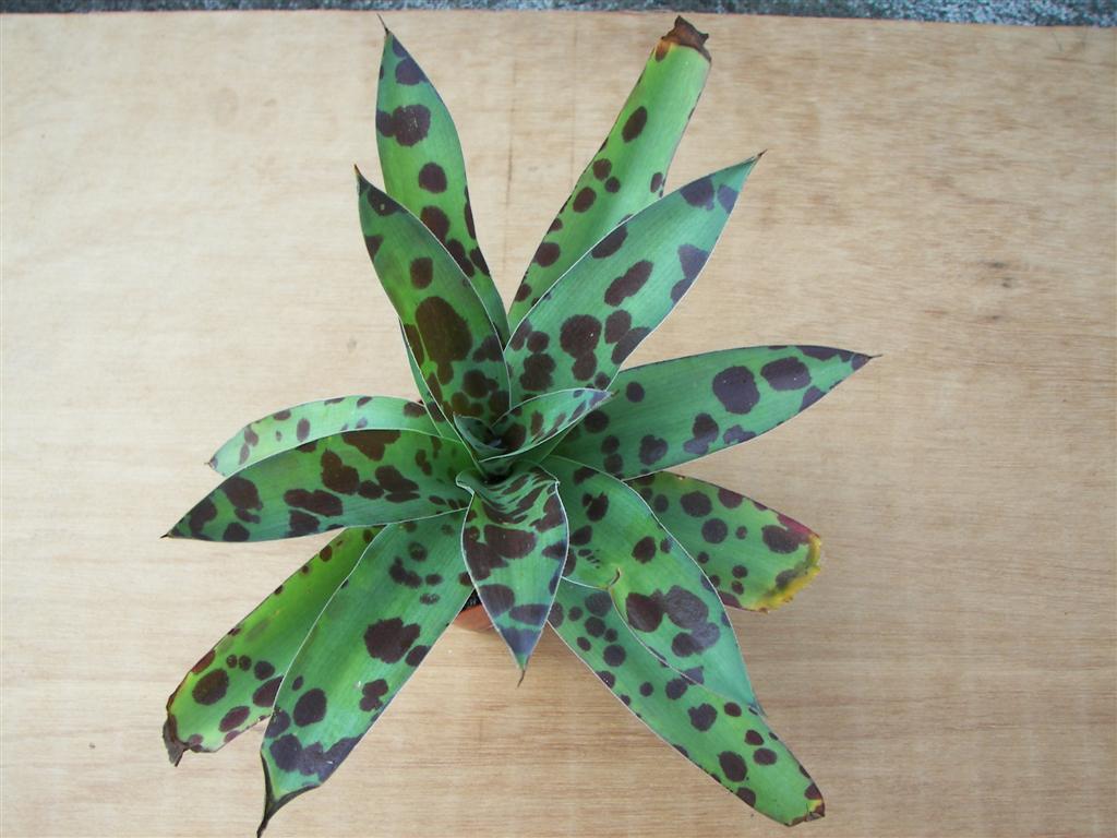 mystery spotted plant - TROPICAL LOOKING PLANTS - Other Than Palms ...