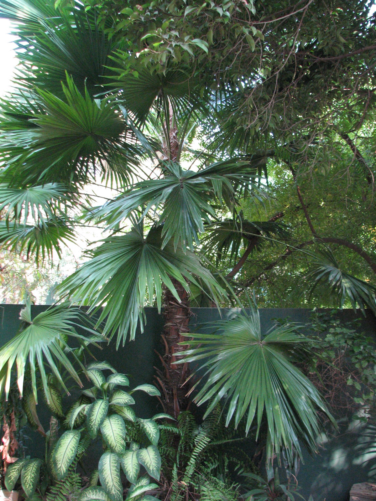 Livistona rotundifolia - DISCUSSING PALM TREES WORLDWIDE - PalmTalk