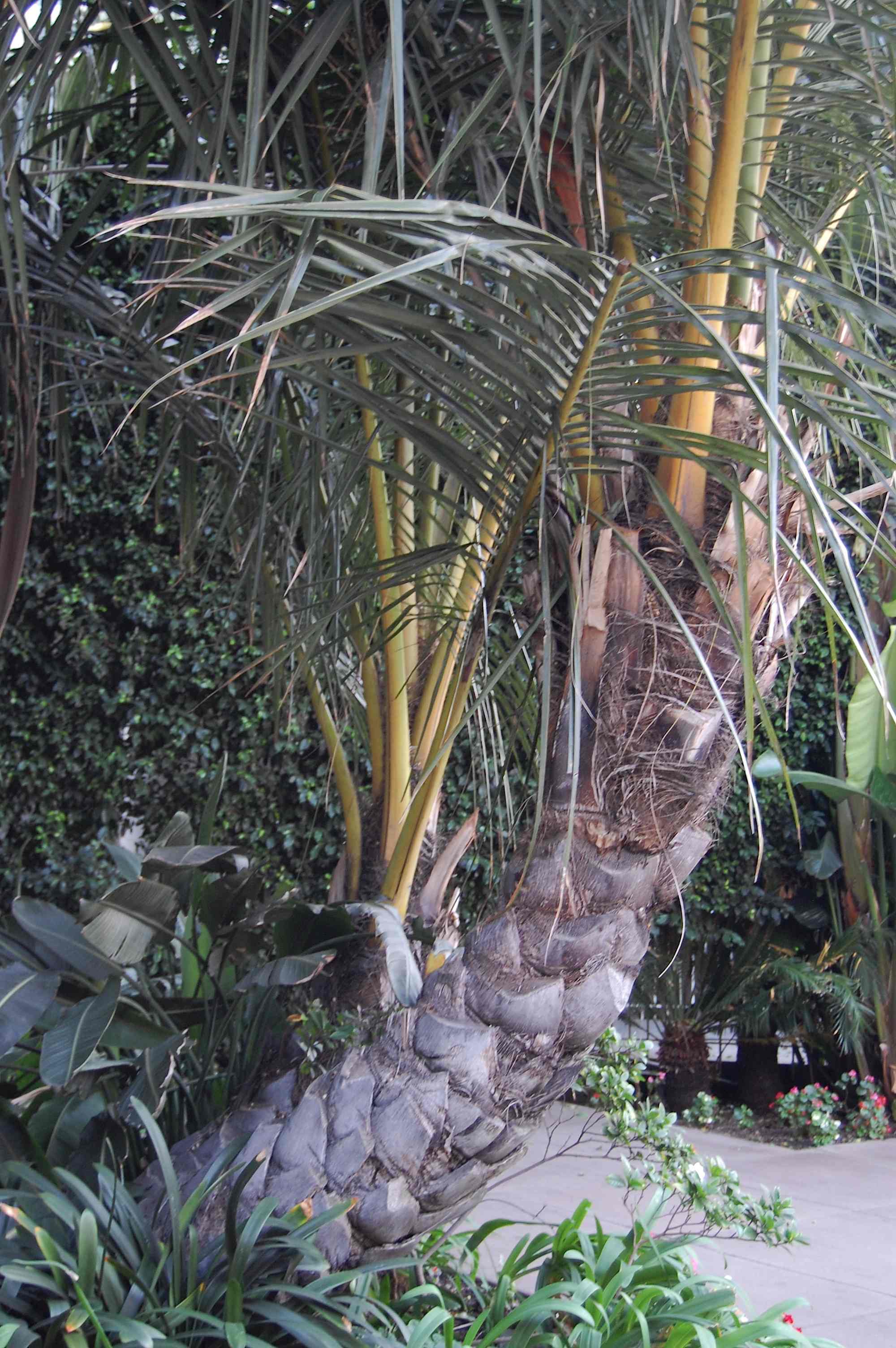 PSSC Visits Holmby Hills - DISCUSSING PALM TREES WORLDWIDE - PalmTalk