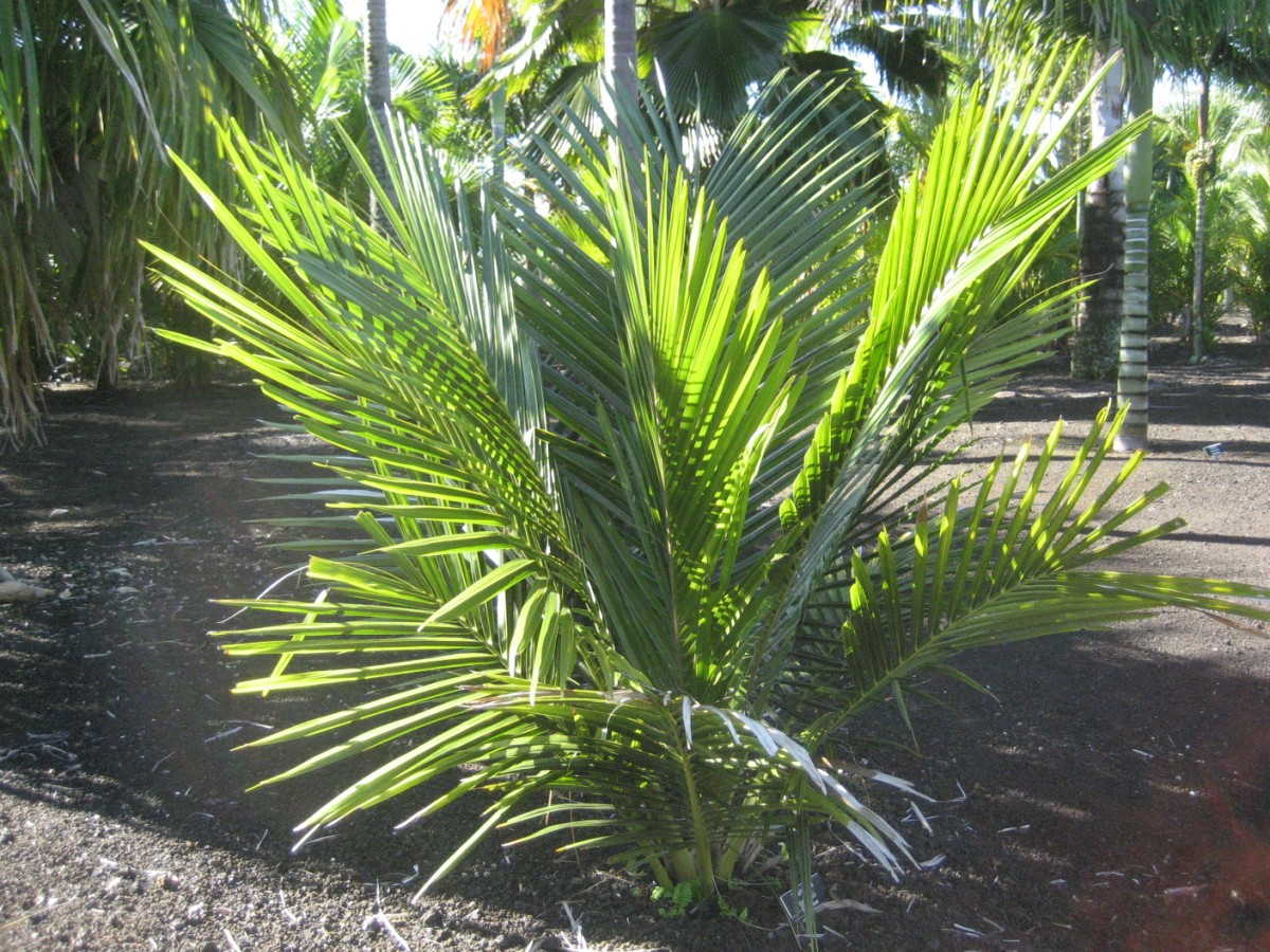 Voanioala gerardii - DISCUSSING PALM TREES WORLDWIDE - PalmTalk
