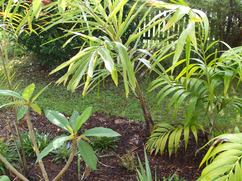 Wallichia disticha lean - DISCUSSING PALM TREES WORLDWIDE - PalmTalk