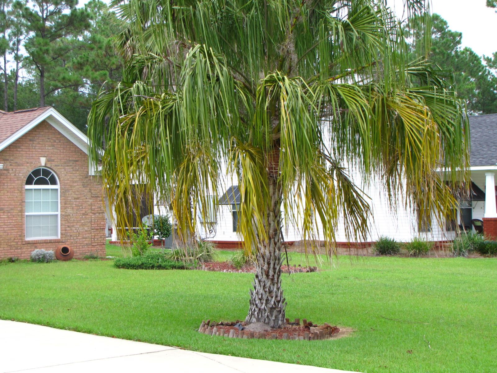 livistona decipiens - DISCUSSING PALM TREES WORLDWIDE - PalmTalk