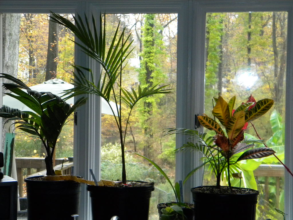 Another indoor palm shoot - DISCUSSING PALM TREES WORLDWIDE - PalmTalk