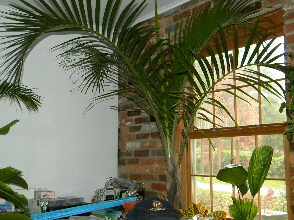Another indoor palm shoot - DISCUSSING PALM TREES WORLDWIDE - PalmTalk