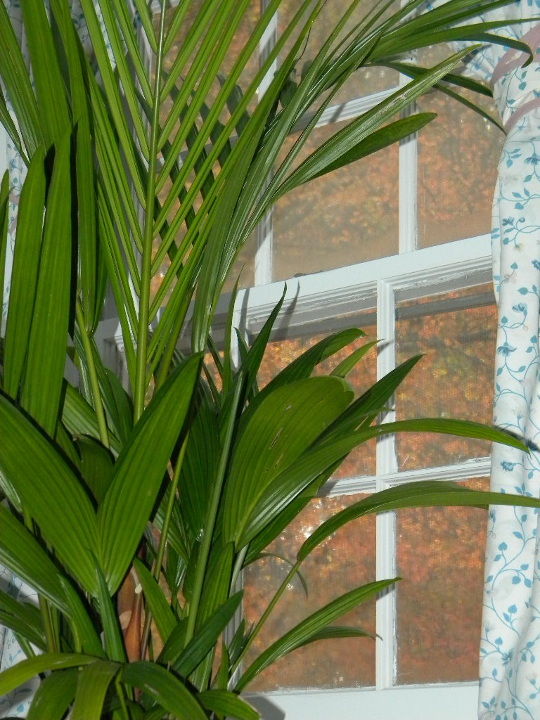 Another indoor palm shoot - DISCUSSING PALM TREES WORLDWIDE - PalmTalk