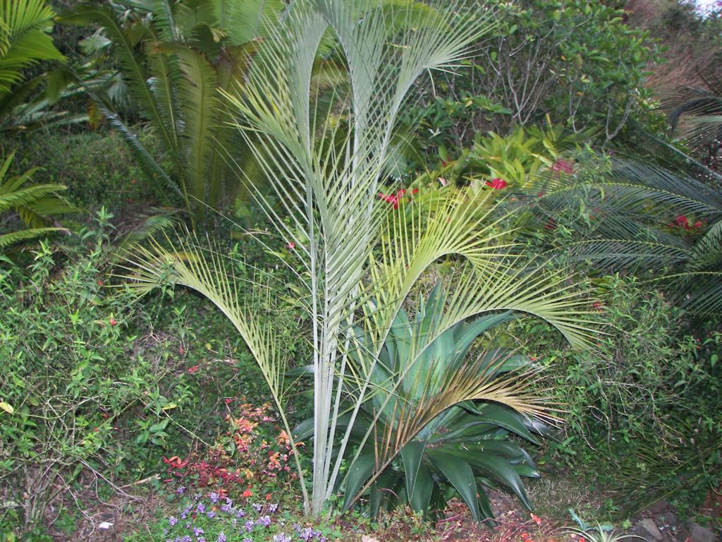 ravenea xerophila - DISCUSSING PALM TREES WORLDWIDE - PalmTalk