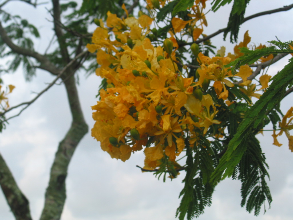 Delonix regia 'Supernova - TROPICAL LOOKING PLANTS - Other Than Palms ...