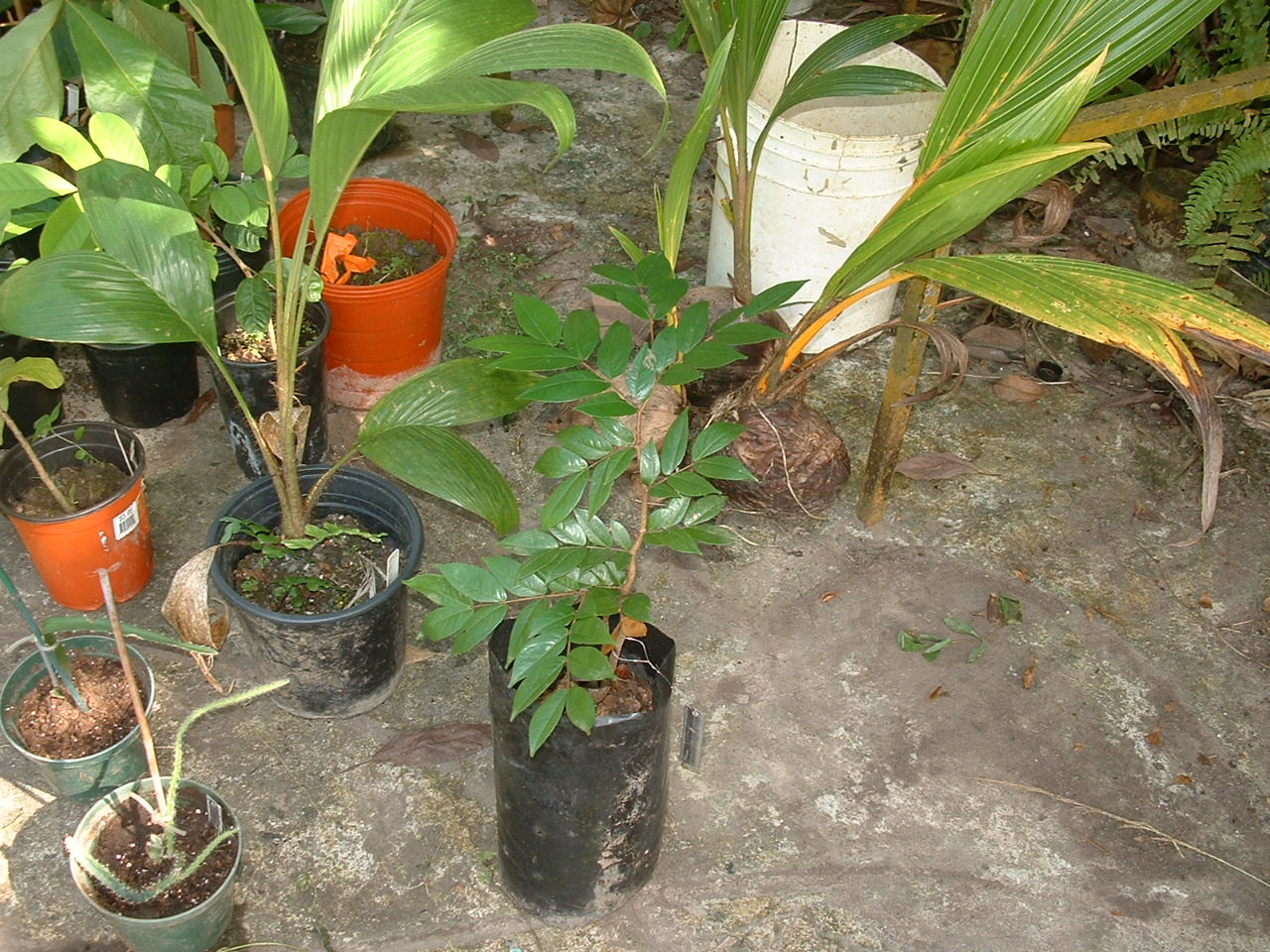 Maniltoa tree - TROPICAL LOOKING PLANTS - Other Than Palms - PalmTalk
