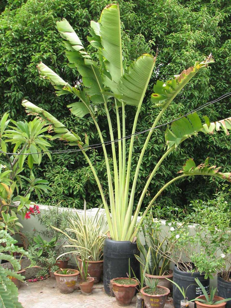 Container Grown Traveler’s Palms - TROPICAL LOOKING PLANTS - Other Than ...