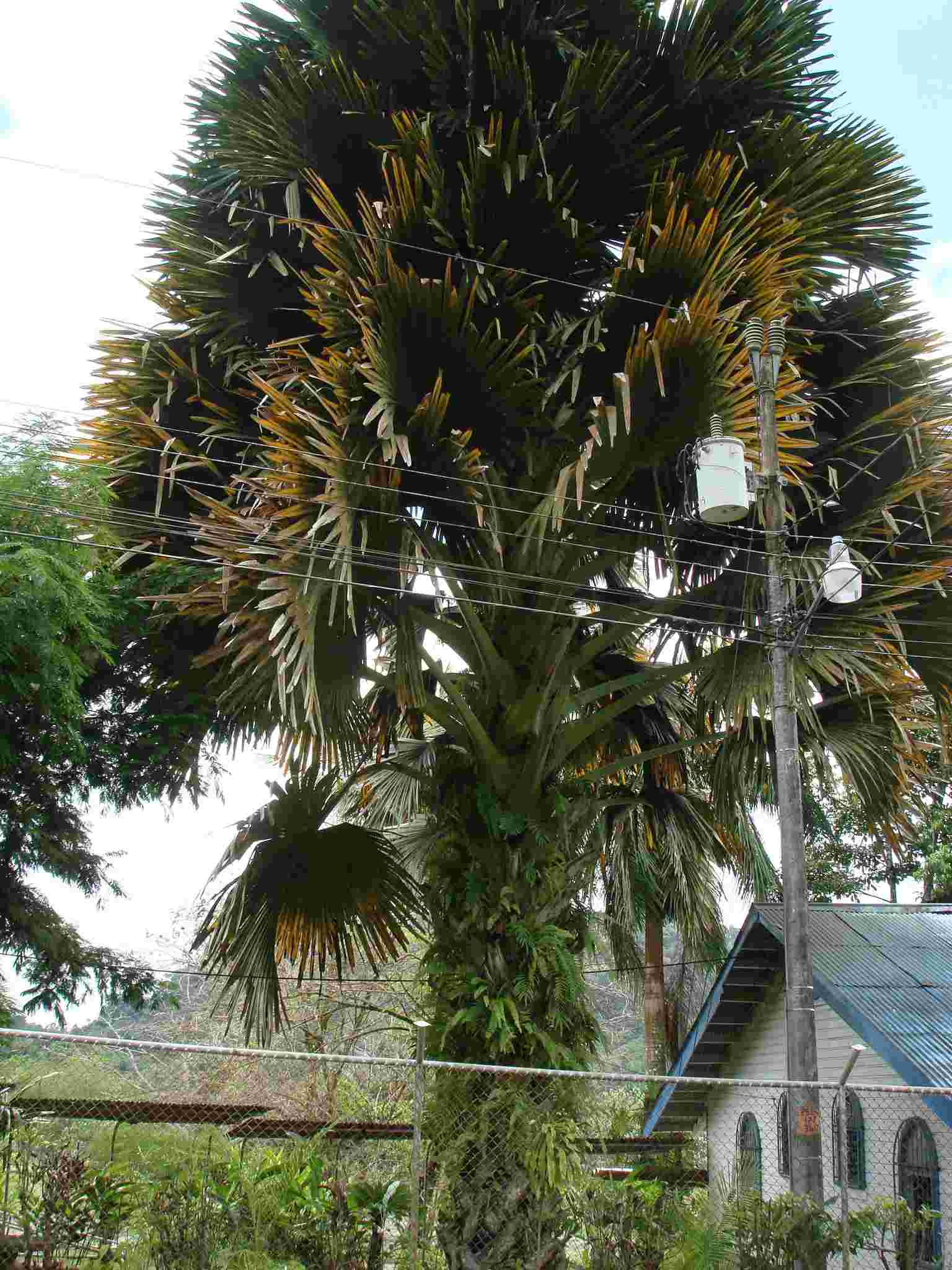 Corypha utan?? - PALMAS Y PALMERAS EN ESPAÑOL (Spanish Forum) - PalmTalk