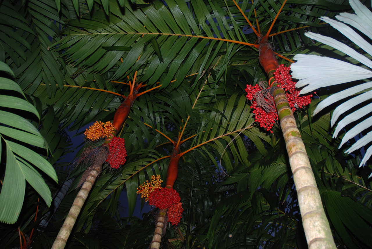 The colors of Areca vestiaria - DISCUSSING PALM TREES WORLDWIDE - PalmTalk