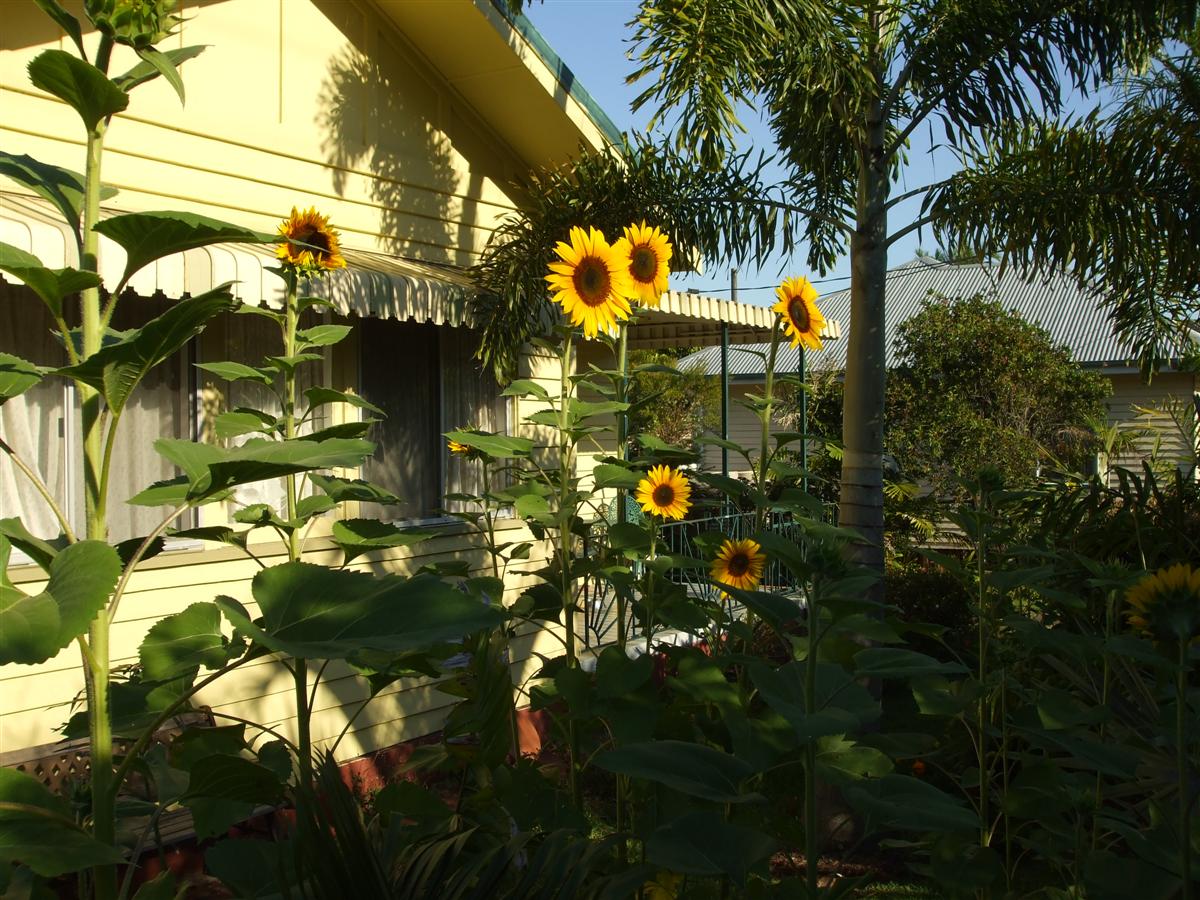 Butch Cassidy and the Sunflower Kid - OHANA NUI - OFF TOPIC SUB-FORUM - PalmTalk