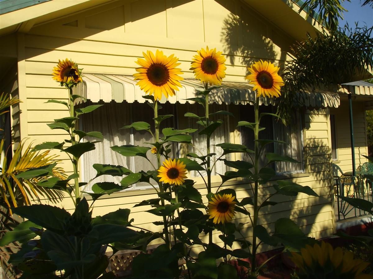 Butch Cassidy and the Sunflower Kid - OHANA NUI - OFF TOPIC SUB-FORUM - PalmTalk