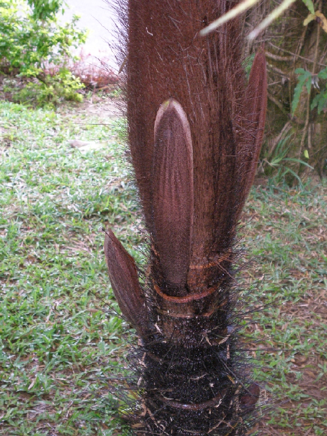 Palms in Madagascar - DISCUSSING PALM TREES WORLDWIDE - PalmTalk