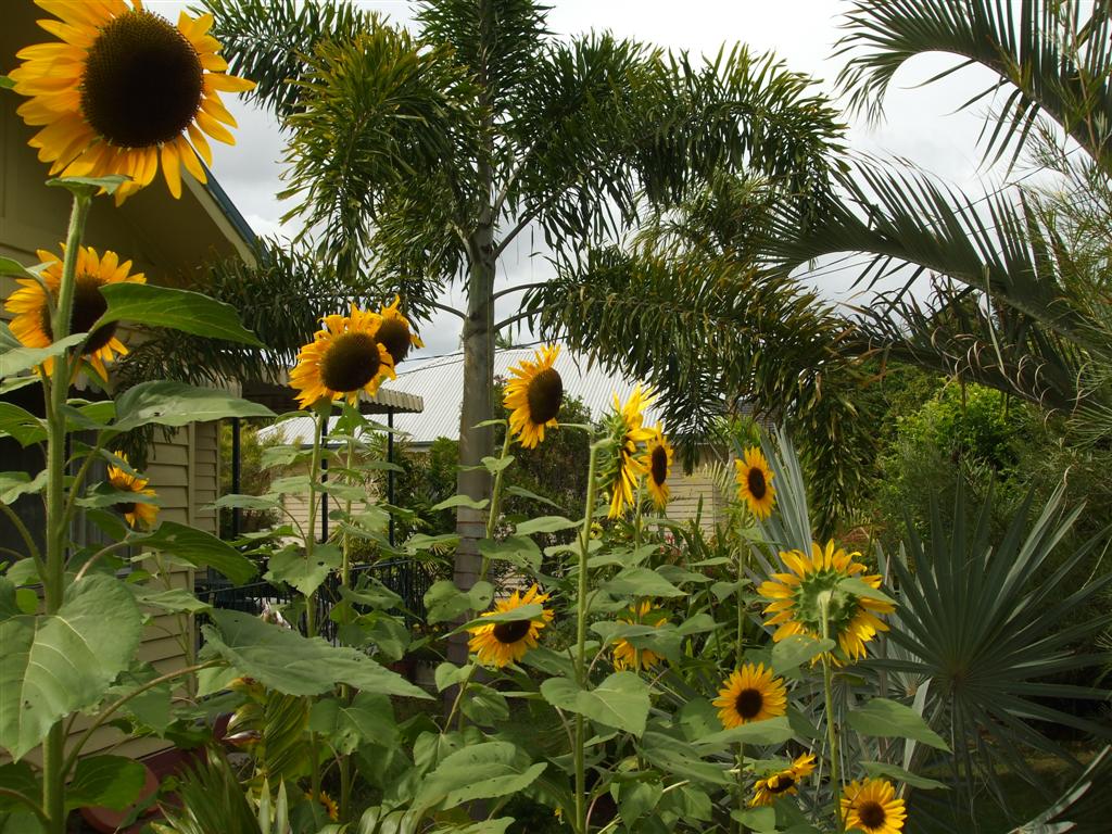 Butch Cassidy and the Sunflower Kid - OHANA NUI - OFF TOPIC SUB-FORUM - PalmTalk