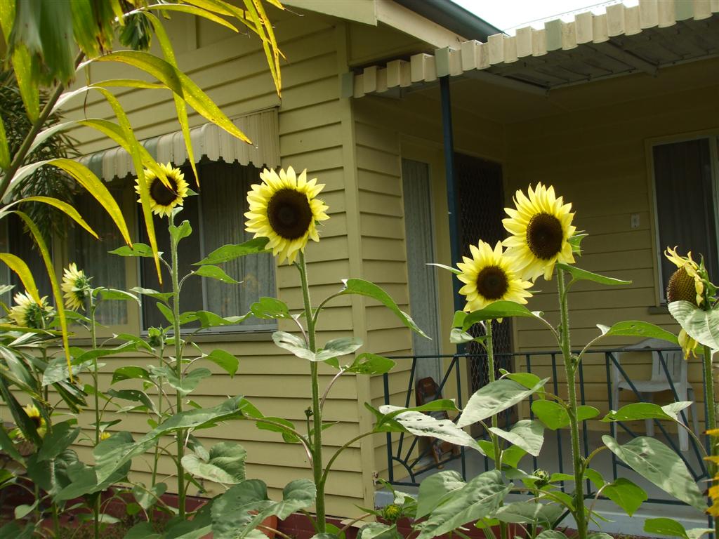 Butch Cassidy and the Sunflower Kid - OHANA NUI - OFF TOPIC SUB-FORUM - PalmTalk