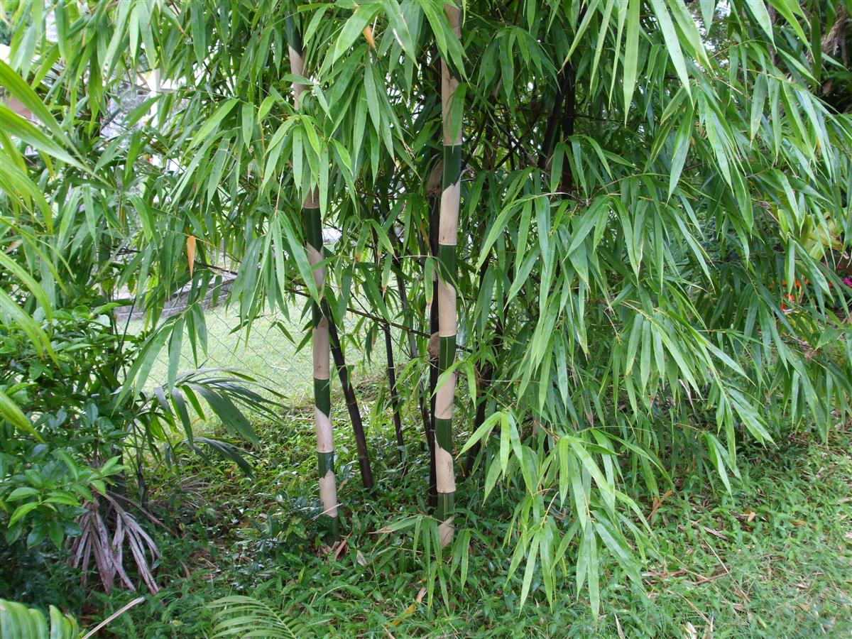 Amazing culms on Java Black bamboo - TROPICAL LOOKING PLANTS - Other ...