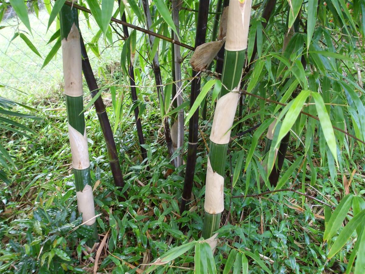 Amazing culms on Java Black bamboo - TROPICAL LOOKING PLANTS - Other ...